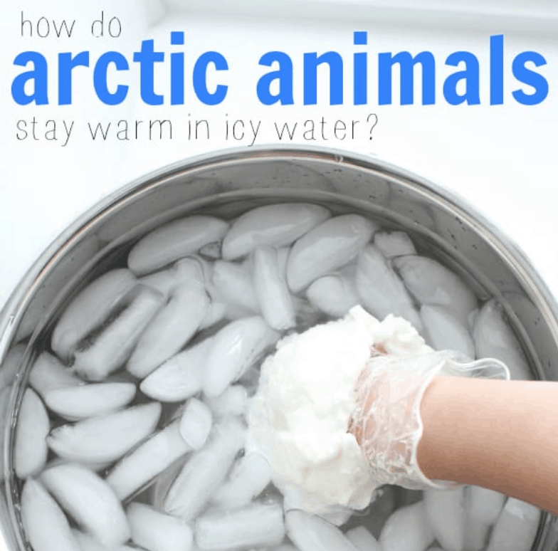 How Do Arctic Animals Stay Warm? | Project Exploration